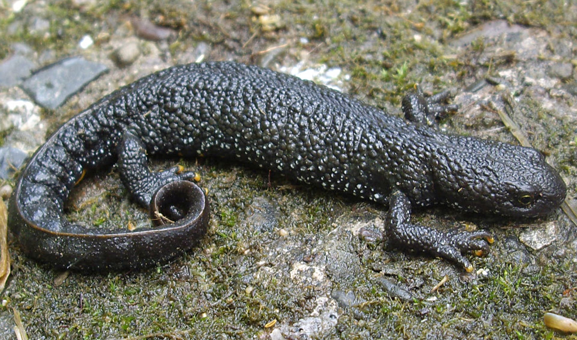 Northern crested newt facts, distribution & population | BioDB Northern crested newt facts, distribution & population | BioDB
